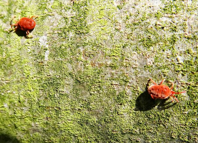 Rote Samtmilbe (Trombidium holosericeum) - Bedburg-Hau