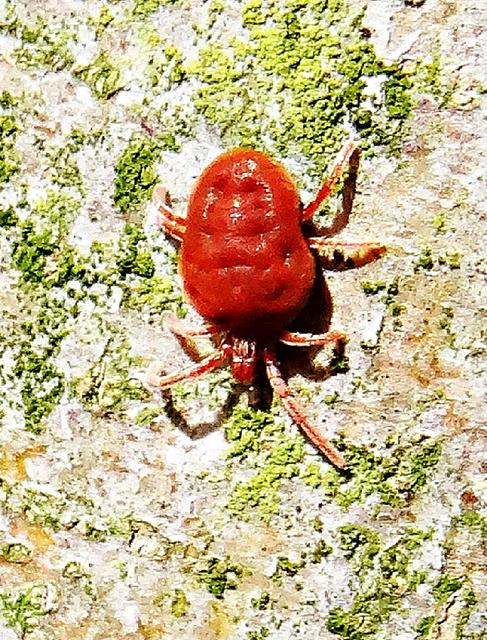 Rote Samtmilbe (Trombidium holosericeum) - Bedburg-Hau