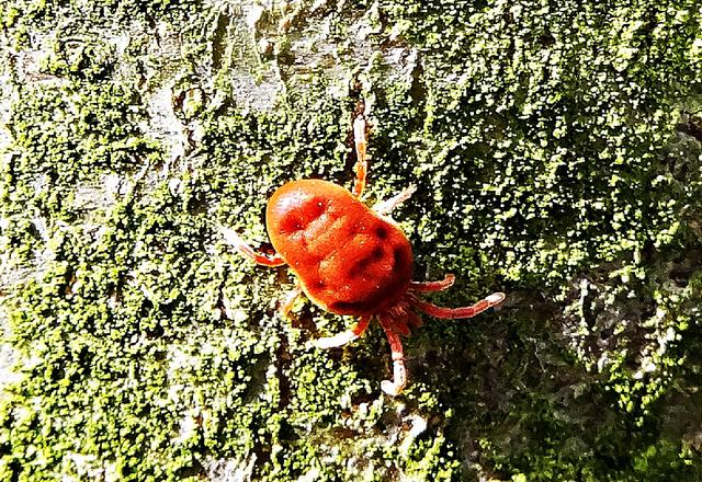 Rote Samtmilbe (Trombidium holosericeum) - Bedburg-Hau