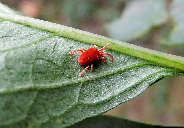 Rote Samtmilbe (Trombidium holosericeum) - Bedburg-Hau
