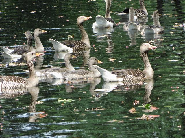 Graugans: Die "Konrad-Lorenz-Gans" - Essen-West