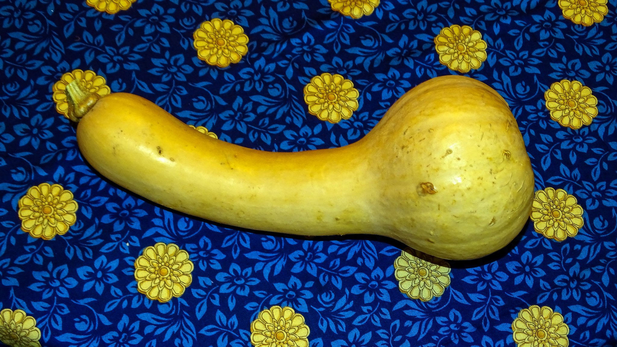 Koteka,-: Koteka,- Kalebassen - Flaschenkürbisse,- - Duisburg