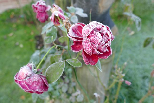 Die Rose Capricia - Bedburg-Hau