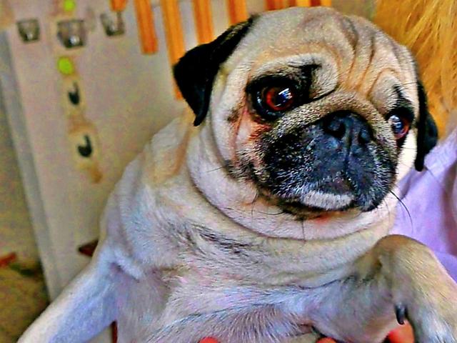 Der Mops: "Ein leben ohne Mopps ist möglich aber sinnlos!" So sagte es ...