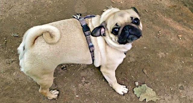 Der Mops: "Ein leben ohne Mopps ist möglich aber sinnlos!" So sagte es ...