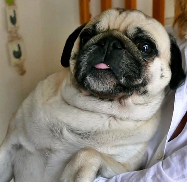 Der Mops: "Ein leben ohne Mopps ist möglich aber sinnlos!" So sagte es ...