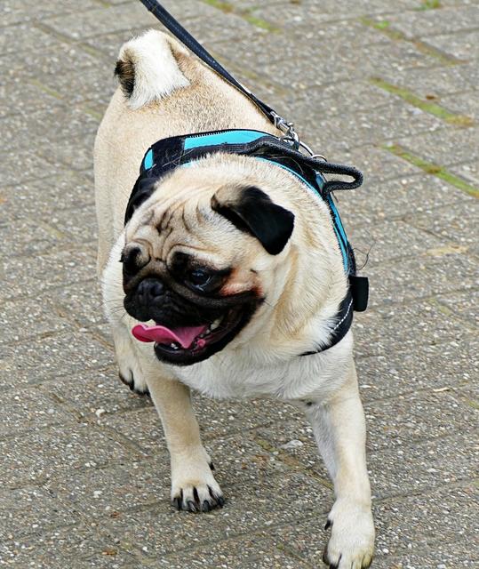 Der Mops: "Ein leben ohne Mopps ist möglich aber sinnlos!" So sagte es ...