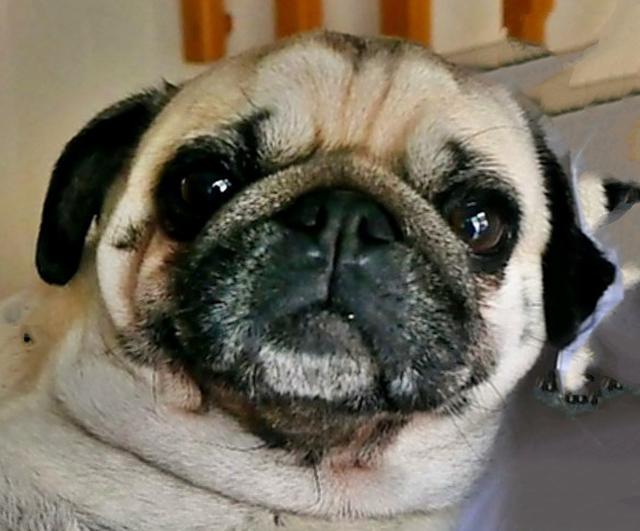 Der Mops: "Ein leben ohne Mopps ist möglich aber sinnlos!" So sagte es ...