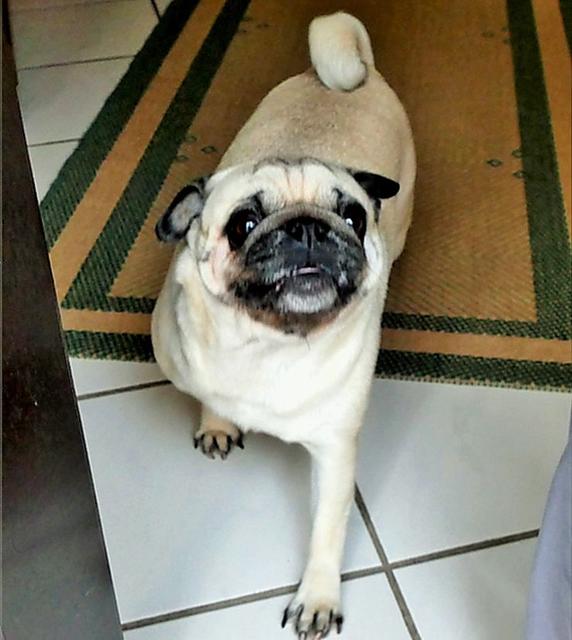 Der Mops: "Ein leben ohne Mopps ist möglich aber sinnlos!" So sagte es ...