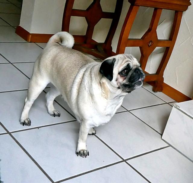 Der Mops: "Ein leben ohne Mopps ist möglich aber sinnlos!" So sagte es ...