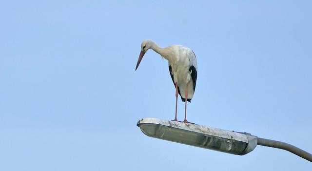 Hans Jürgen Rubin Naturfotografie: Ein Weißstorch, auch Klapperstorch ...