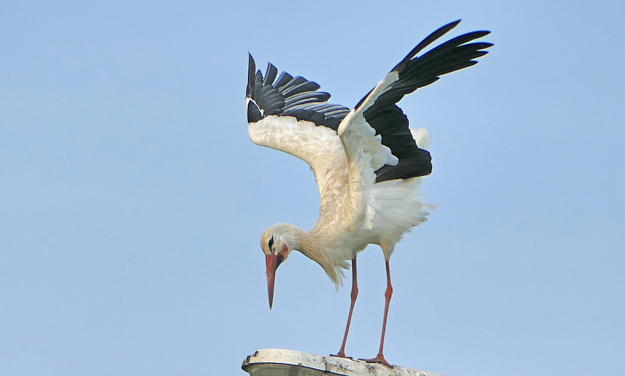 Hans Jürgen Rubin Naturfotografie: Ein Weißstorch, auch Klapperstorch ...
