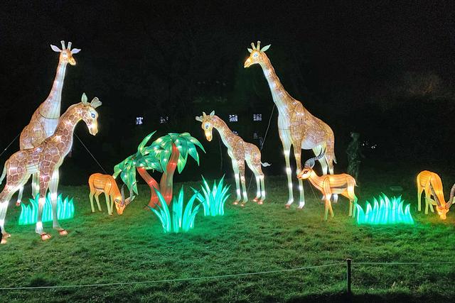 Kolner Zoo Lichterfest 2019