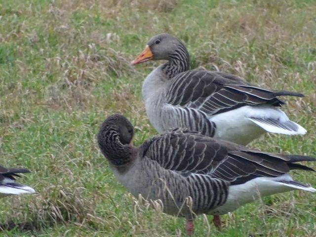 Graugans: Die "Konrad-Lorenz-Gans" - Essen-West
