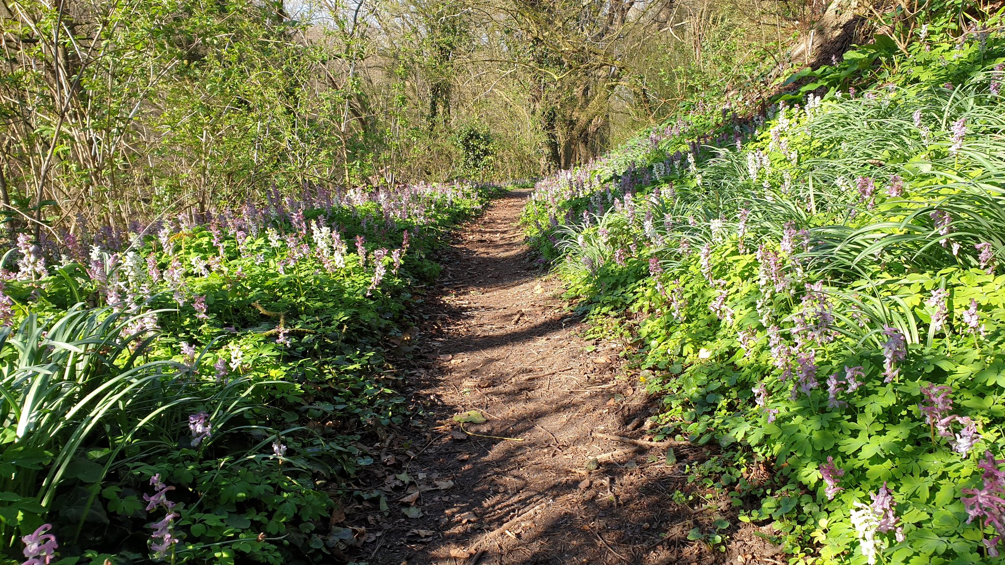 Eine Sage, Festspiele in Kalkar und ein schöner Rundweg: Unterwegs am ...
