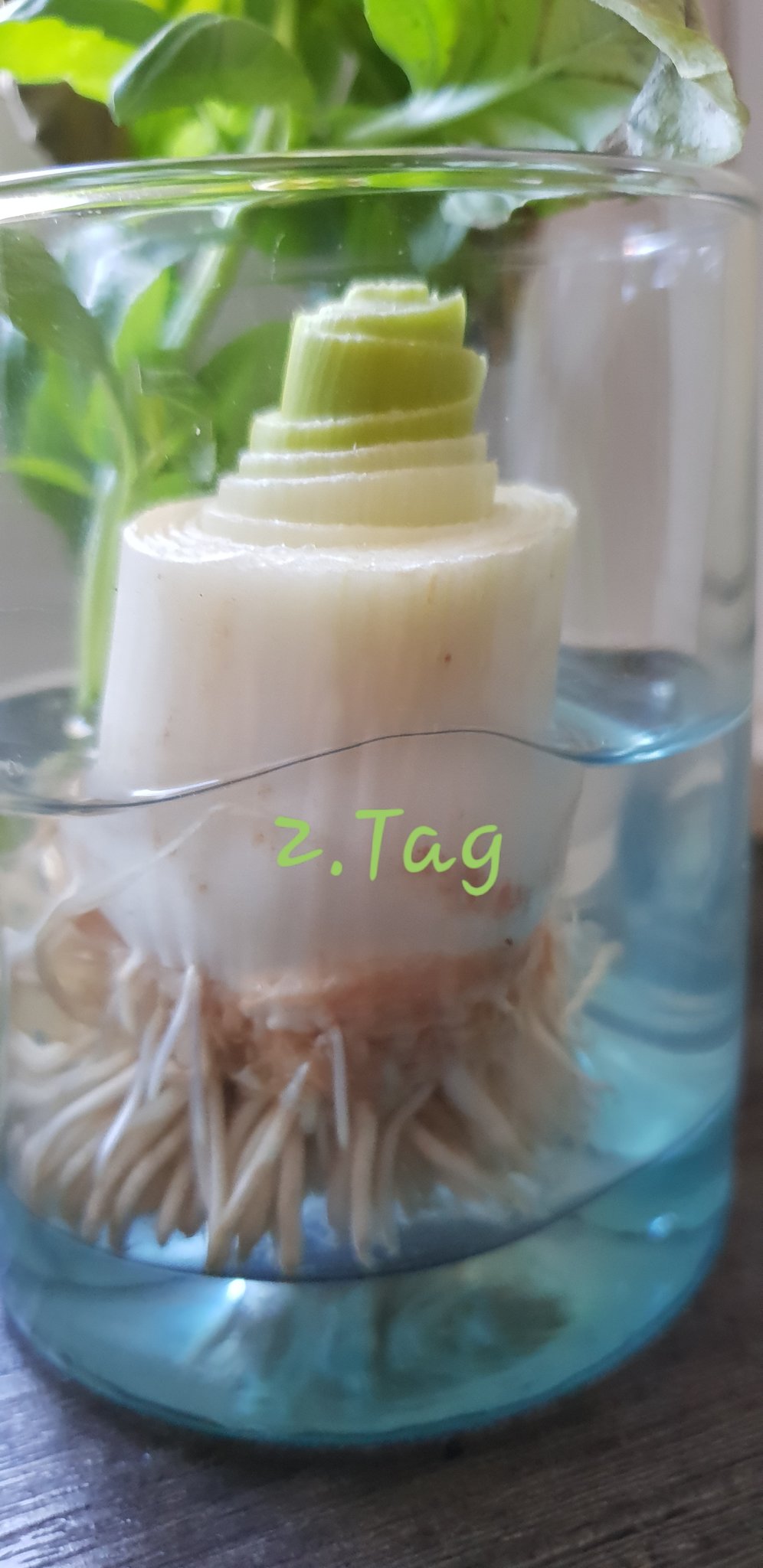 Porree noch einmal nutzen: Nachhaltigkeit auch beim Porree - Essen-Süd