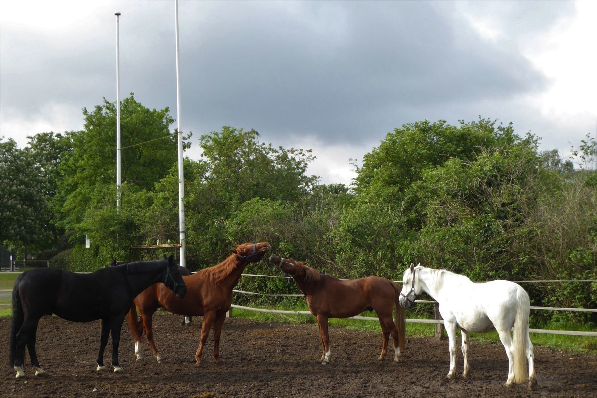 Mindesabstand mißachtet!: Auf dem Rückweg vom Samstagseinkauf…. - Duisburg