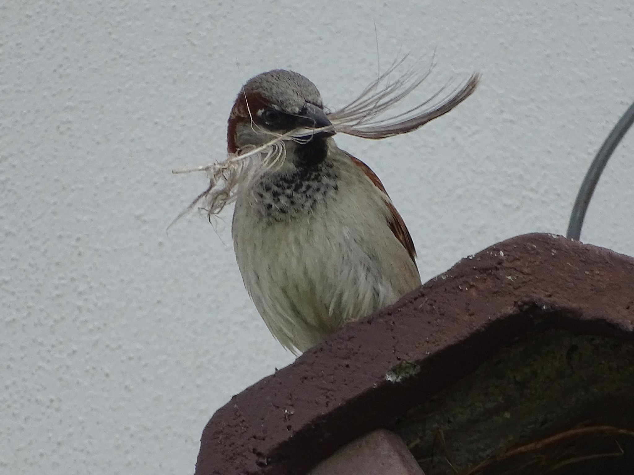 Haussperling / Spatzen: Spatzenhirn? - Essen-West