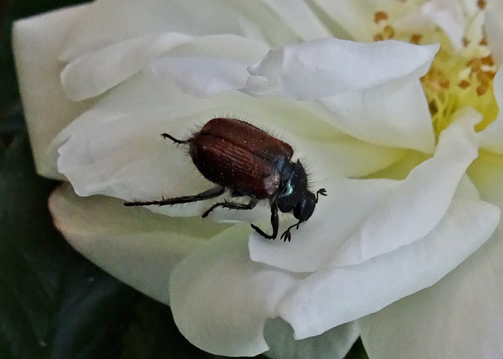 Die Miniausgabe eines Maikäfers - Bedburg-Hau