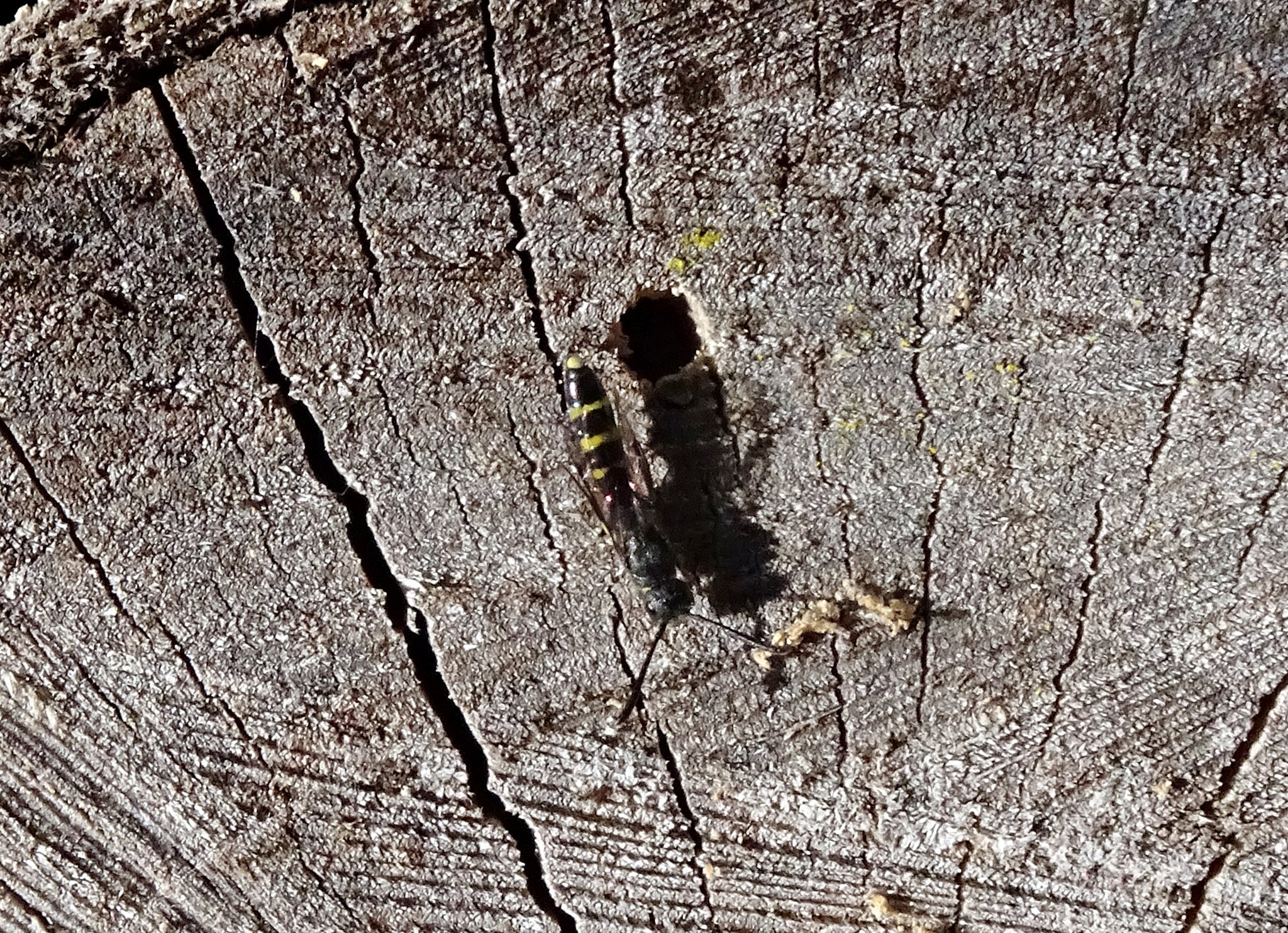 Keulenwespe-Sapygidae (Sapyga clavicornis) - Bedburg-Hau