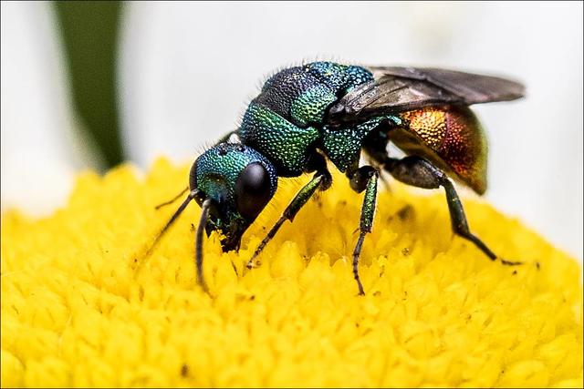 Natur + Garten: Blaugrünrote Goldwespe [Chrysis fulgida] - Dinslaken