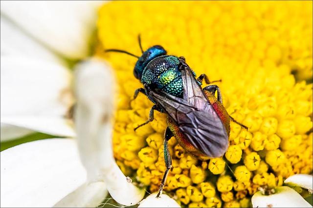 Natur + Garten: Blaugrünrote Goldwespe [Chrysis fulgida] - Dinslaken