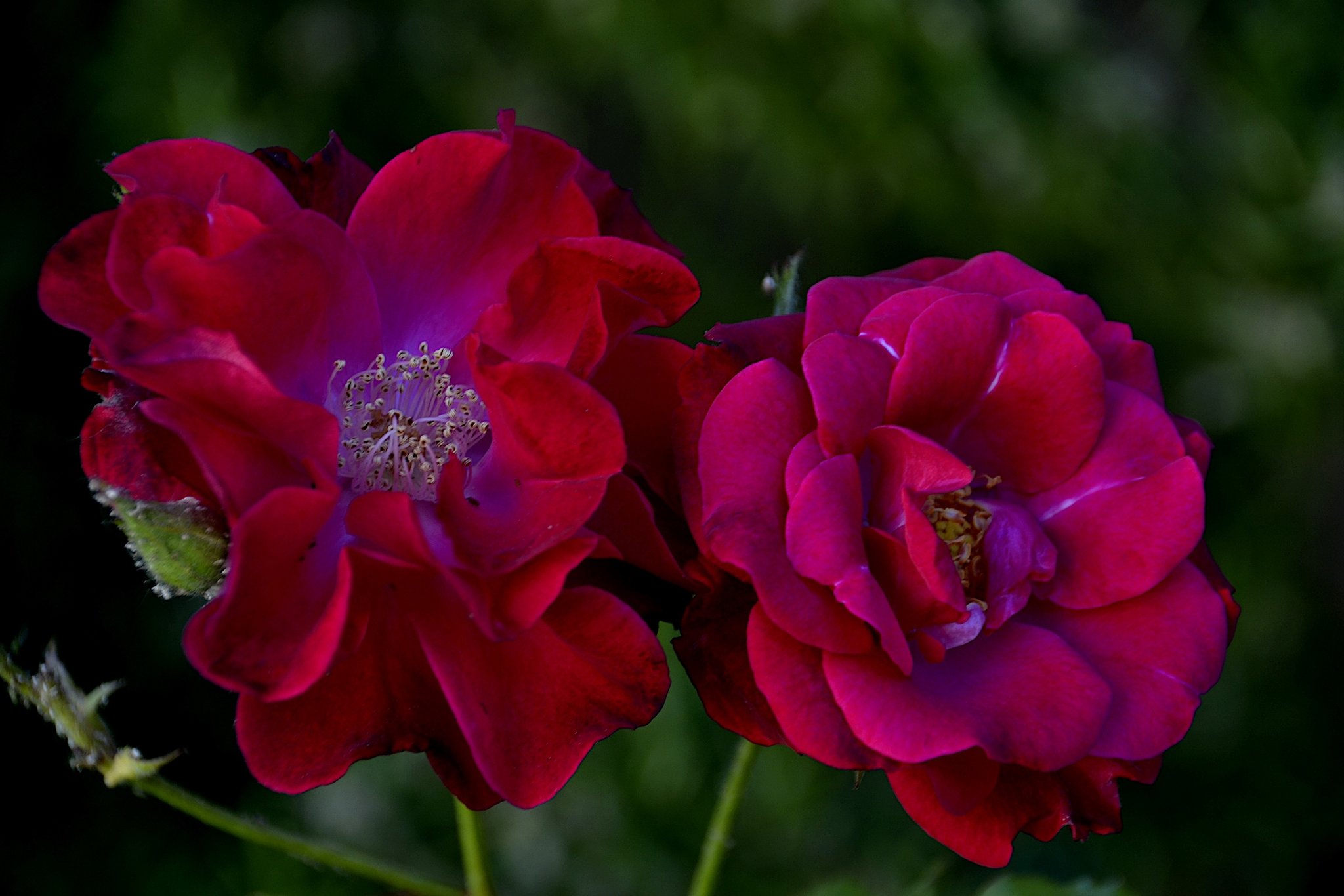 Nicht jede Rose, die Pfingsten blüht, ist eine Pfingstrose - Lünen