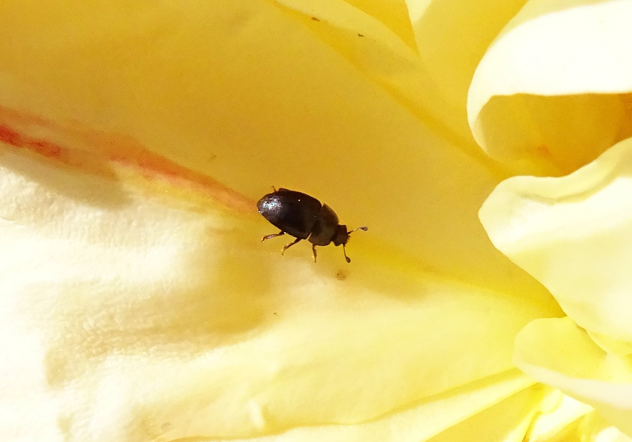 Glanzkäfer (Nitidula rufipes), der mit den blassen Füßen - Bedburg-Hau