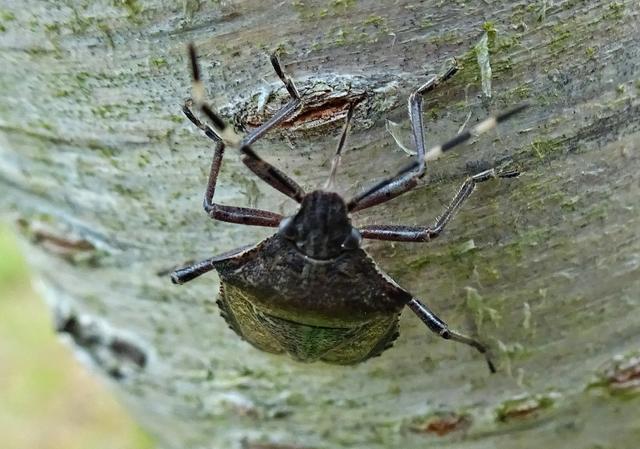 Die summende Graue Gartenwanze (Rhaphigaster nebulosa) - Bedburg-Hau