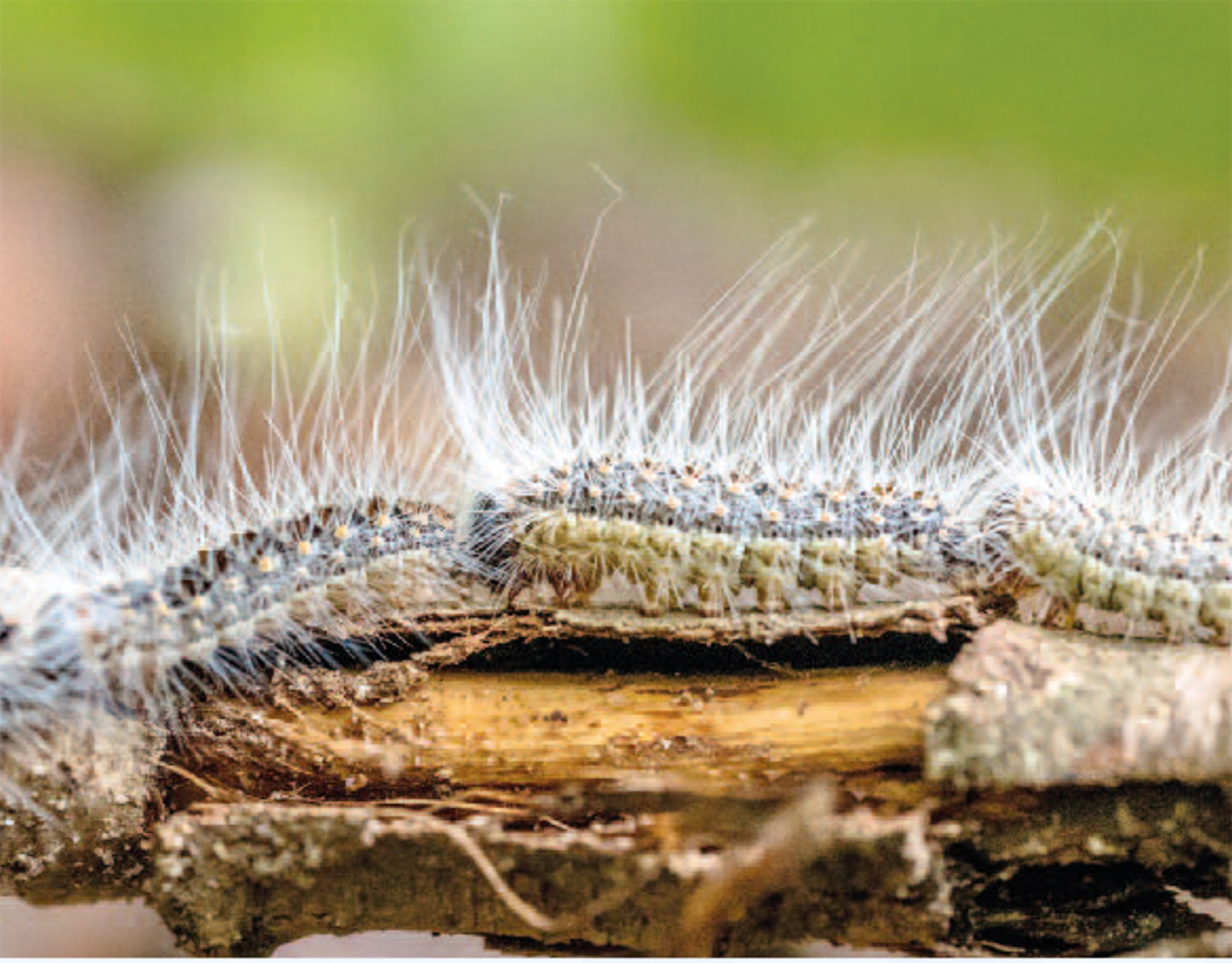 Stadt informiert über den Eichenprozessionsspinner: Eichenprozessionsspinner - Gelsenkirchen