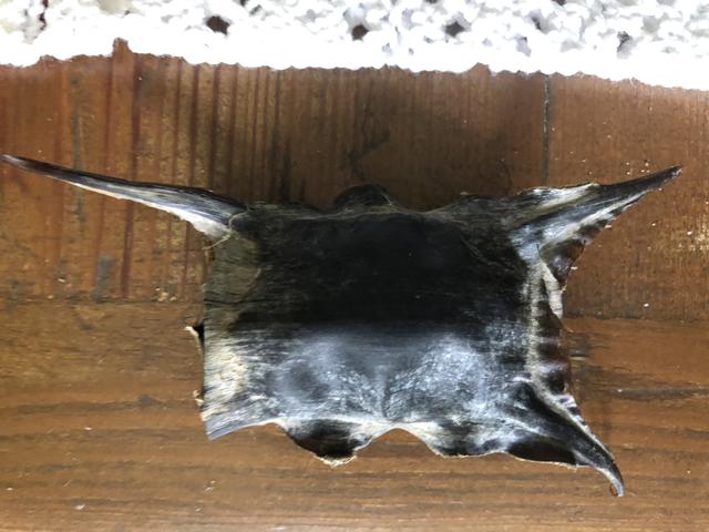 Bilder Rätsel: Wer kennt sich aus, was gehört nicht dazu - Essen-Süd