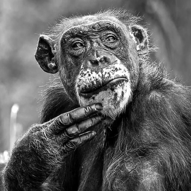 Anke Grau aus Westerholt ist die Frau mit der Kamera: Affen. Westerholt ...