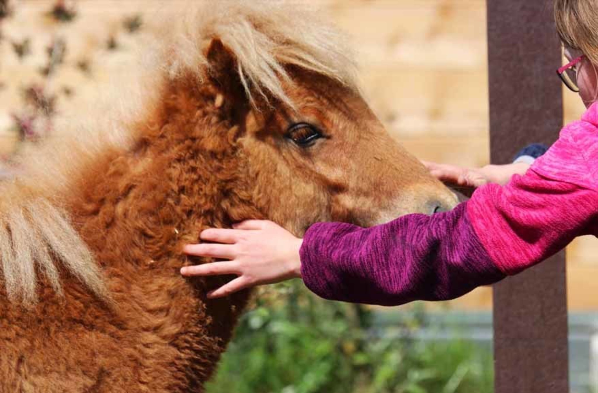 Auf der Landesgartenschau: Ställe ausmisten, Ponys striegeln und aus ...