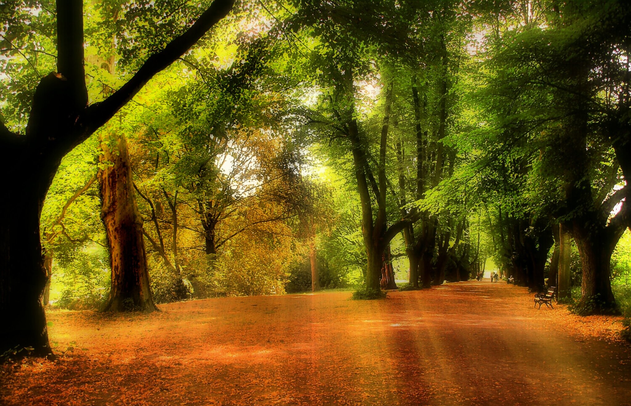 Rombergpark Dortmund: Herbstspaziergang - Dortmund