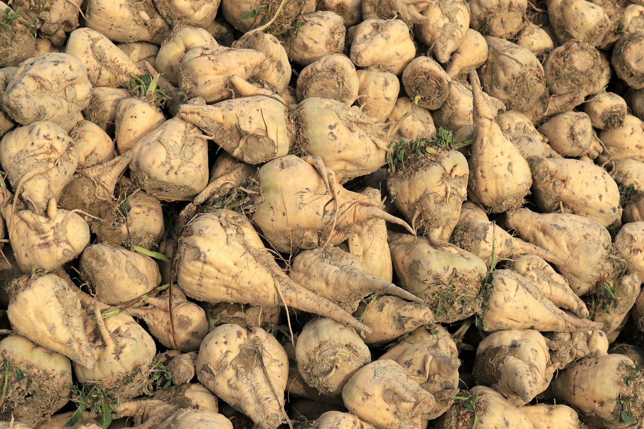 Zuckerrübe, Sugar beet, eine wertvolle Kulturpflanze: Zuckerrübe, Sugar ...