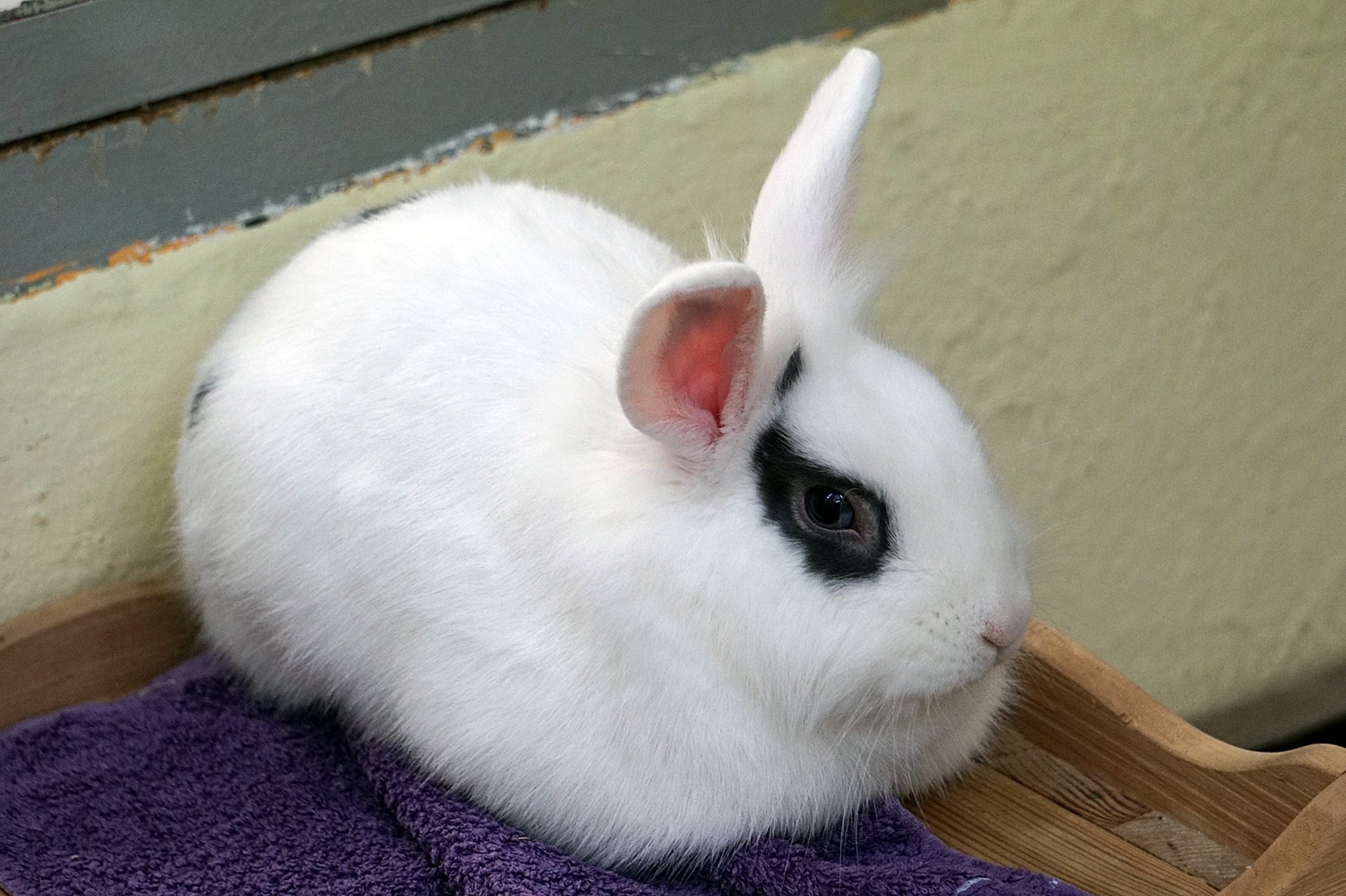 Das Tier der Woche: Flo vermisst nette Gesellschaft - Duisburg