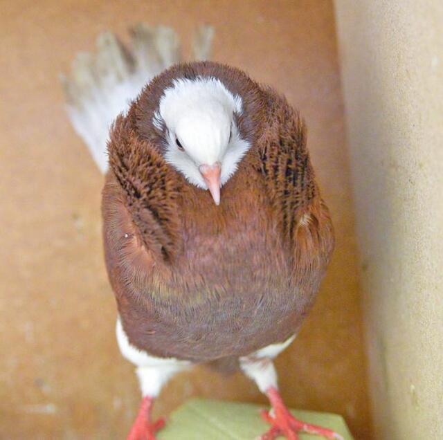 Fundtiere aus dem Essener Tierheim #425: Wer erkennt sein Tier wieder ...