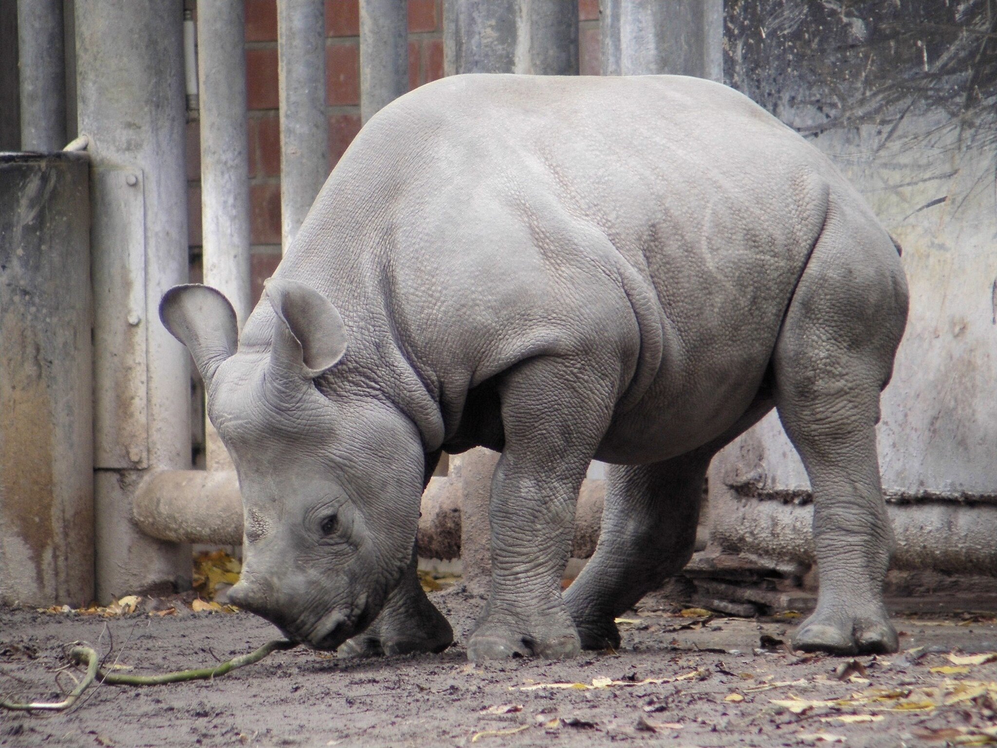 Tiergeschichten: Die Geschichte der kleinen Lady - Essen-Ruhr