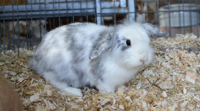 Kaninchen auf Rastplatz weggeworfen: Elf kleine Lebewesen suchen nach ...