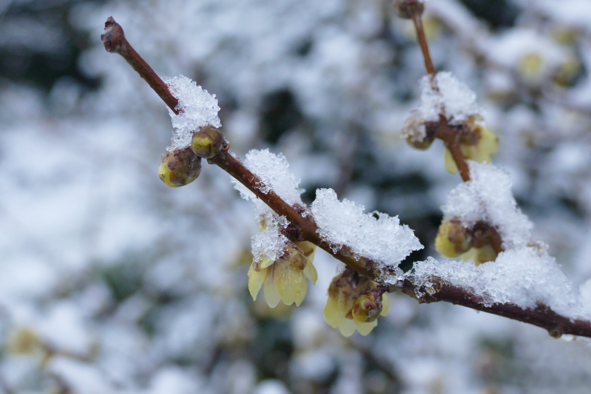 Seit Sonnenwende blüht der Strauch "Chimonanthus preacox" - Bedburg-Hau