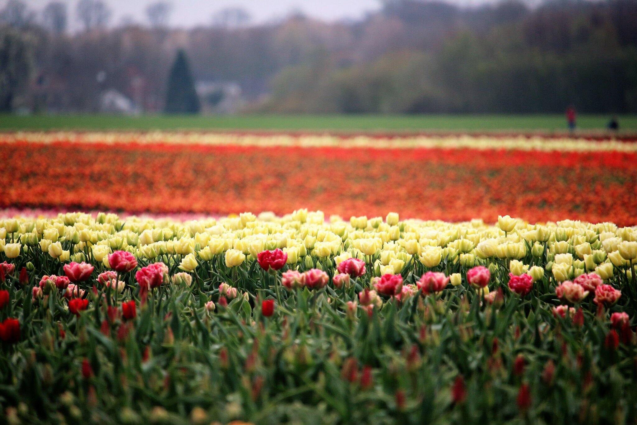 Tulpenfeld vor der Haustüre: Tulpenfelder in NRW
