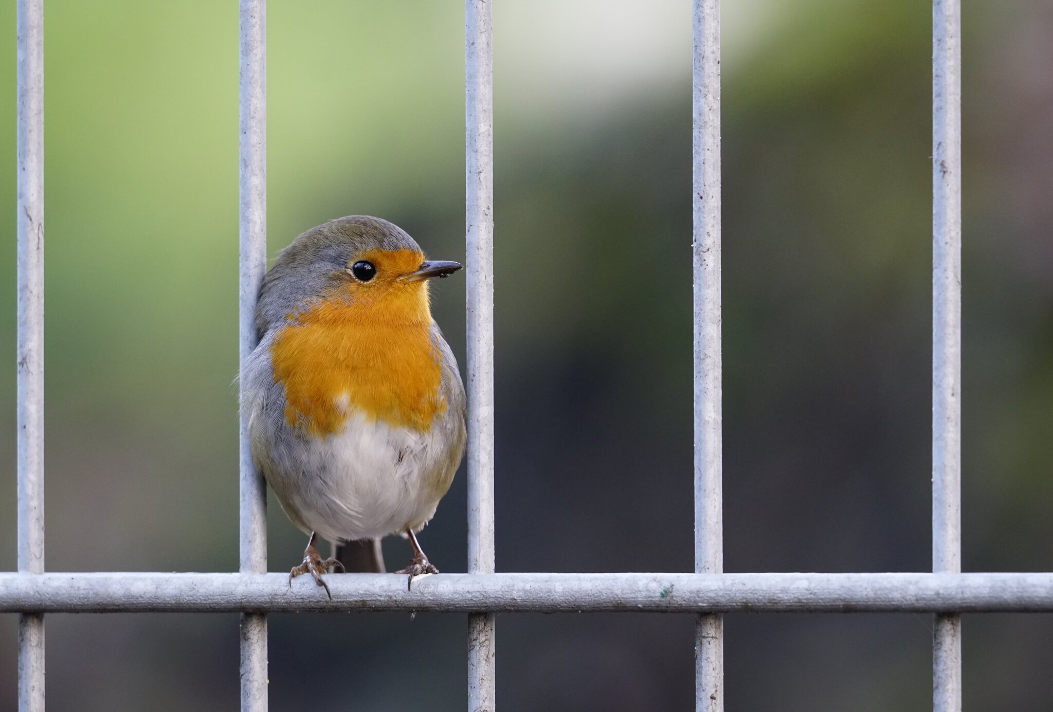 Vogel des Jahres, Rotkehlchen: Das Rotkehlchen - Vogel des Jahres 2021 ...