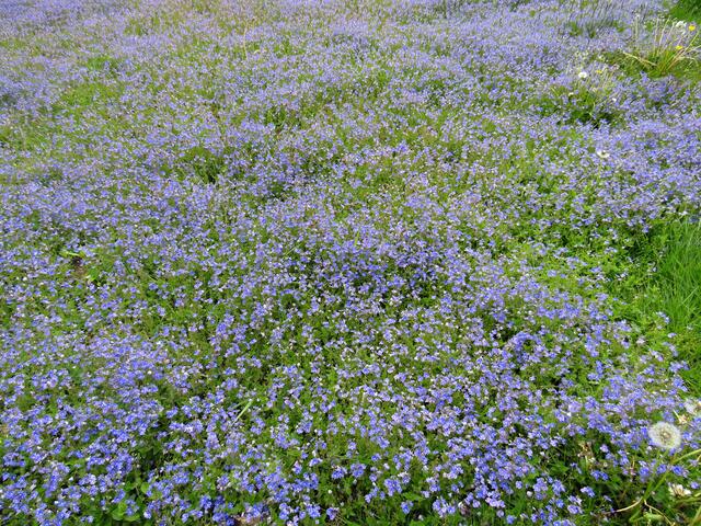 Gamander-Ehrenpreis Rasen - Bedburg-Hau