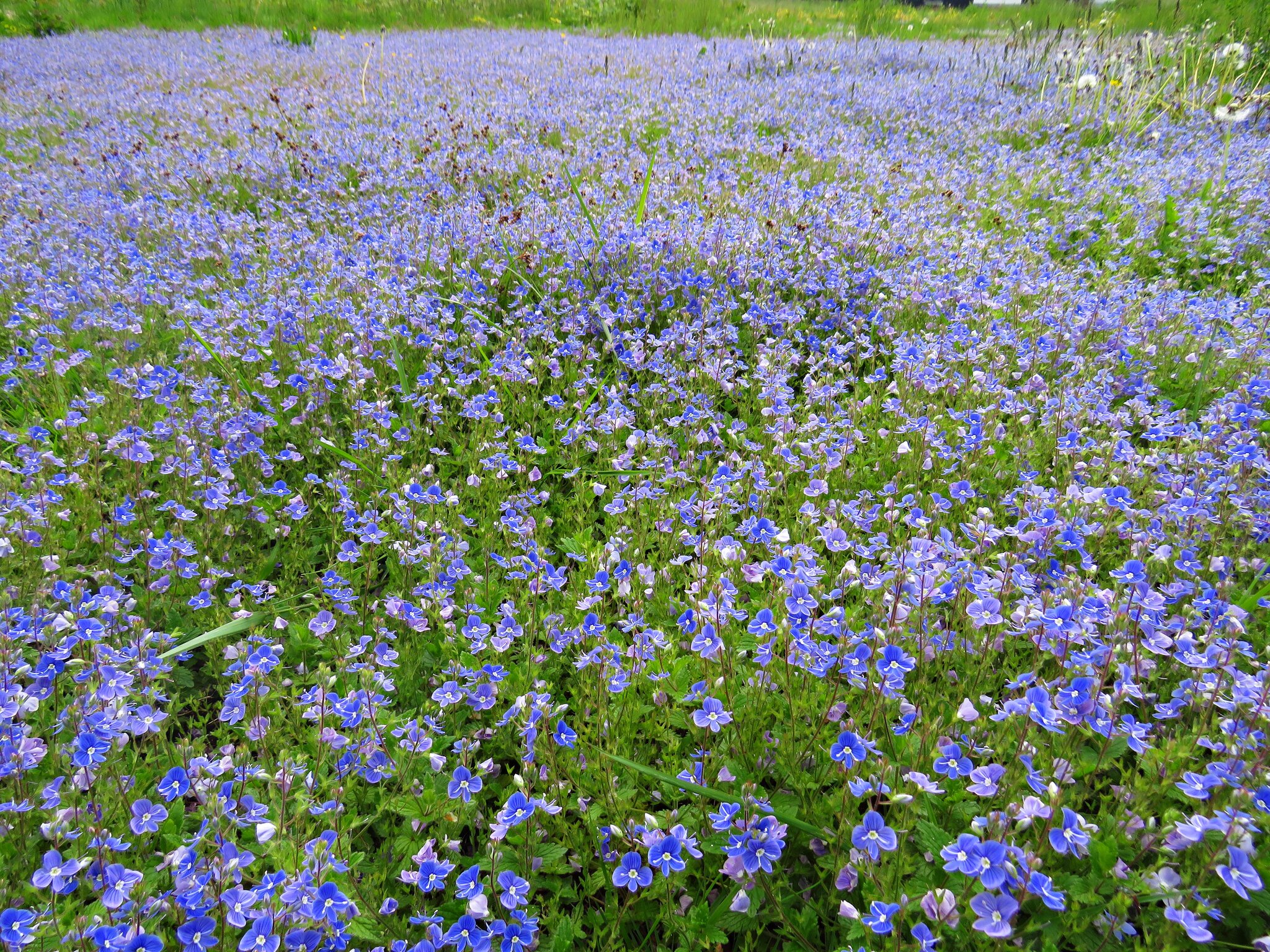 Gamander-Ehrenpreis Rasen - Bedburg-Hau