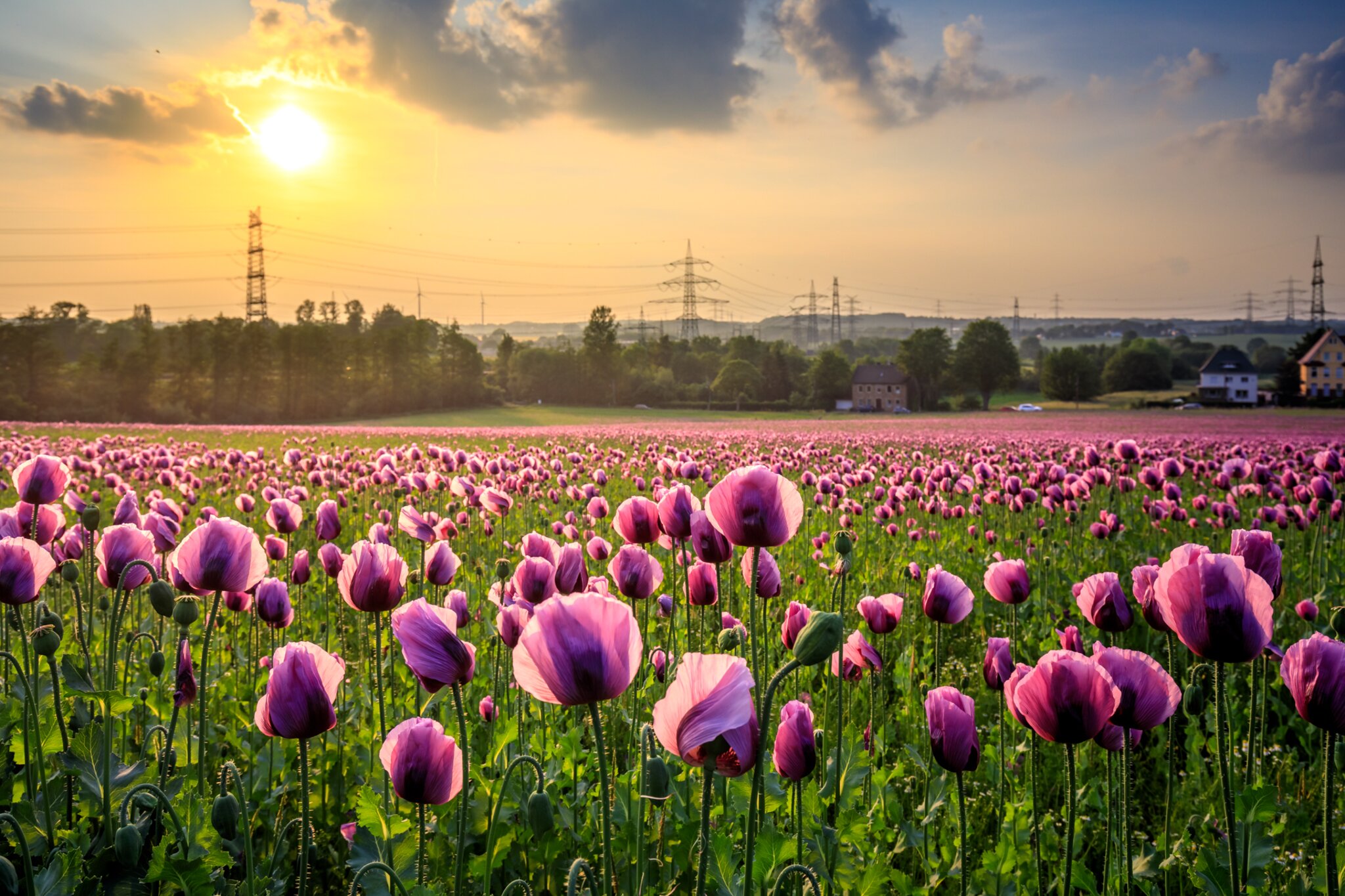 Mohnfeld in Dortmund - Dortmund
