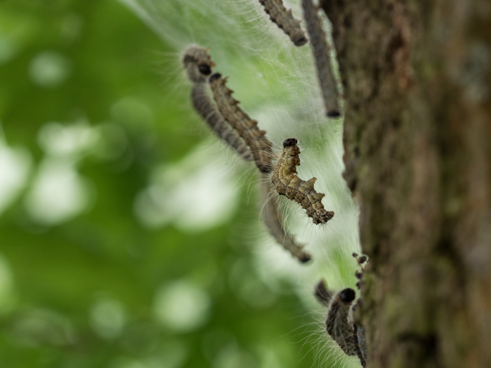 Niederaden Eichenprozessionsspinner: Eichenprozessionsspinner Update ...