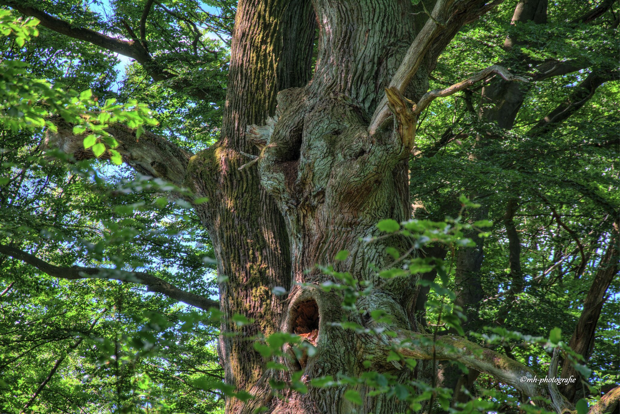 Urwald: Von knorrigen Buchen und monströsen Eichen - Gelsenkirchen