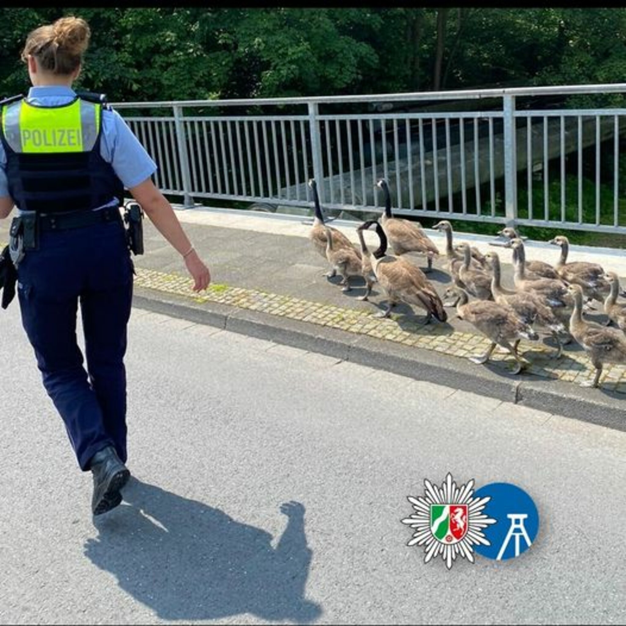Polizei Bochum: Gänsefamilie gut über die Straße gebracht. - Bochum