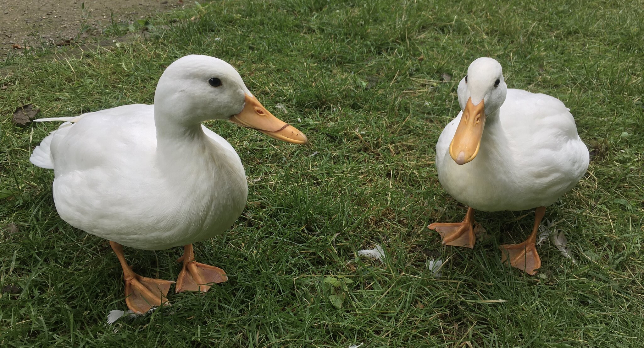 Einfach im Vorbeifahren - Das Ausgefallene sehen - Kurz angehalten und ...