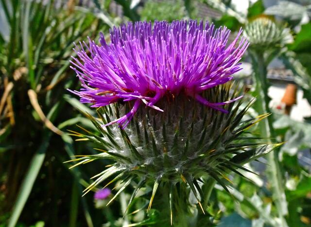 Disteln im Garten - Bedburg-Hau